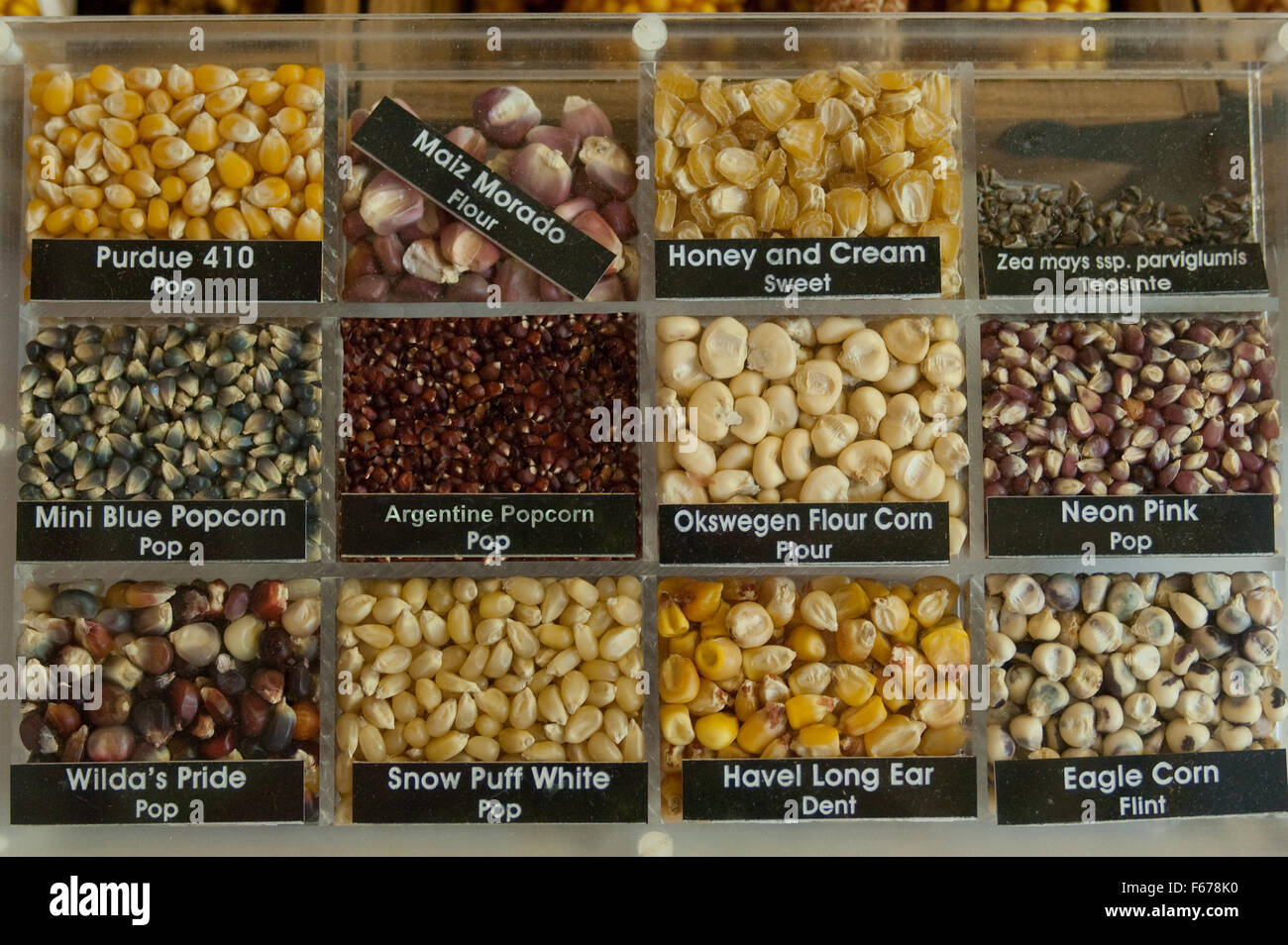 Varieties of Corn Stock Photo - Alamy