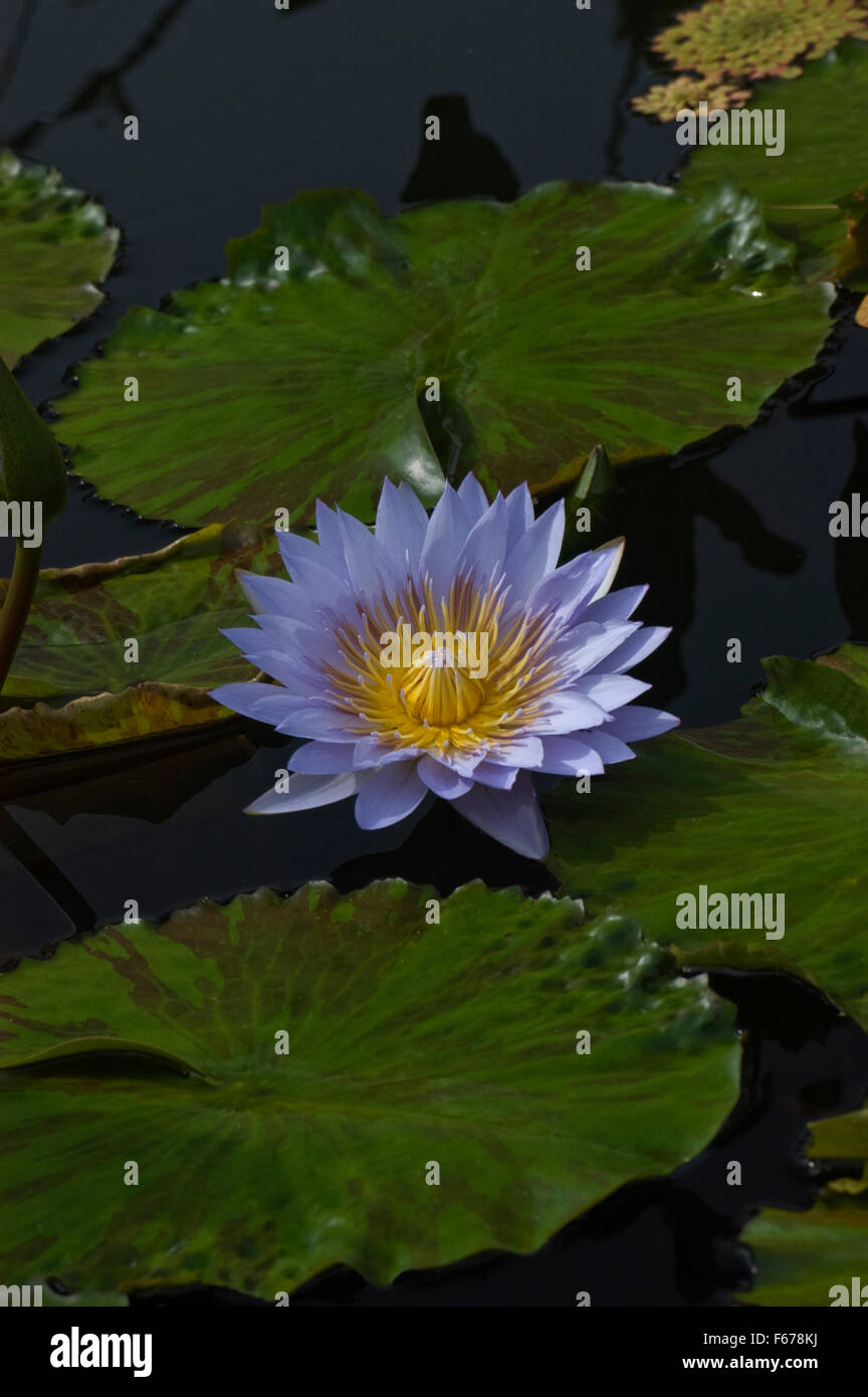 Trickett hi-res stock photography and images - Alamy