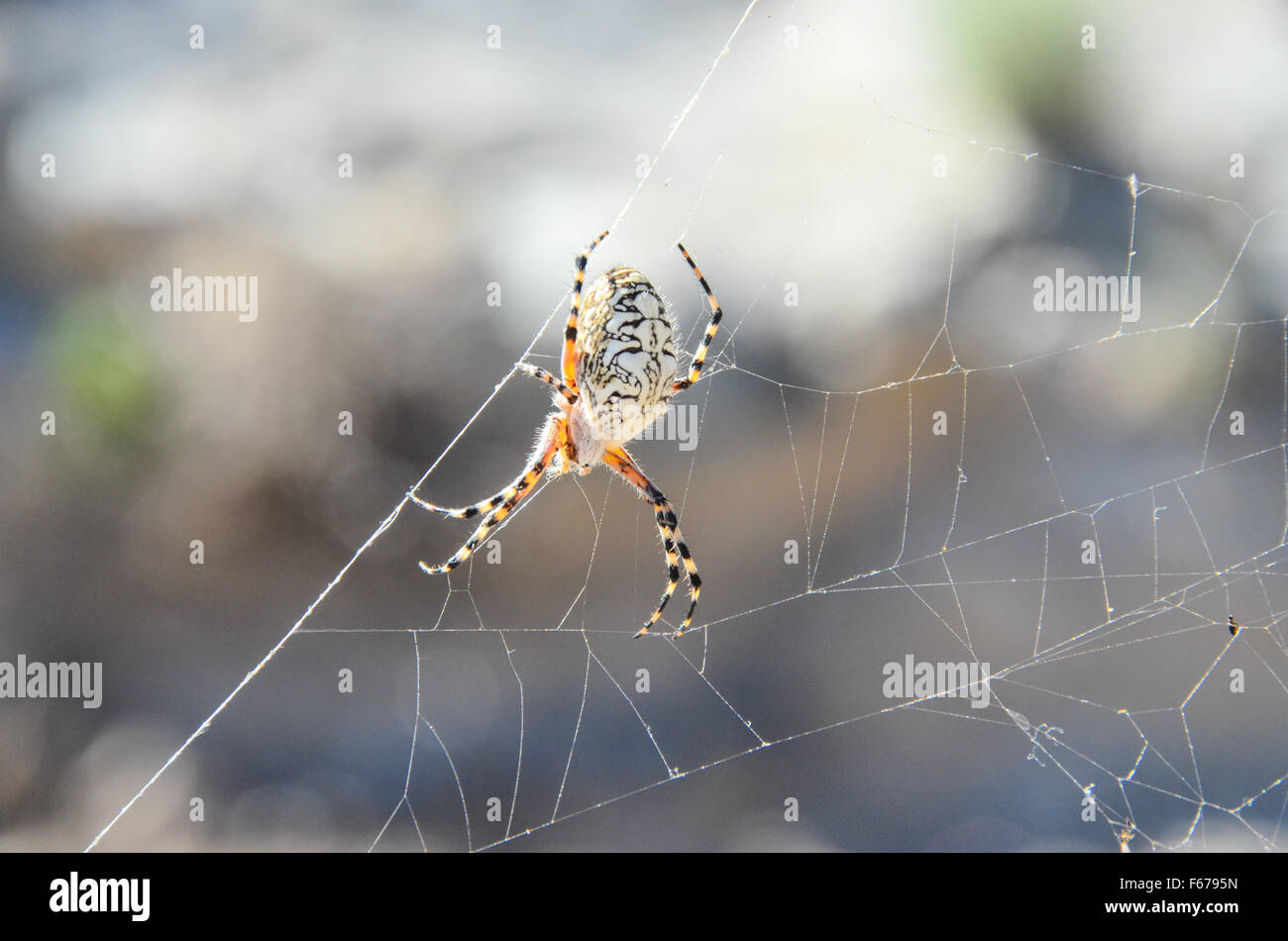 Spider and Web Stock Photo - Alamy