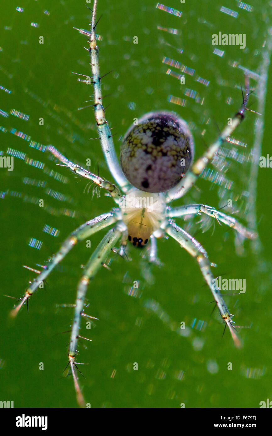 Spider with spikes hi-res stock photography and images - Alamy