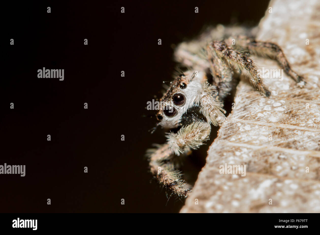 white jumping spider Stock Photo - Alamy