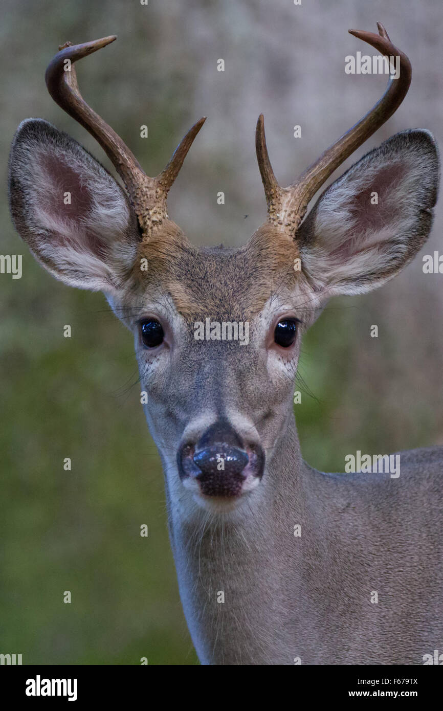 Buck and ear hi-res stock photography and images - Alamy