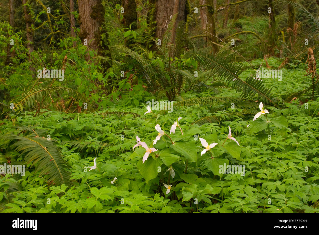 Trillium, Tryon Creek State Park, Oregon Stock Photo - Alamy