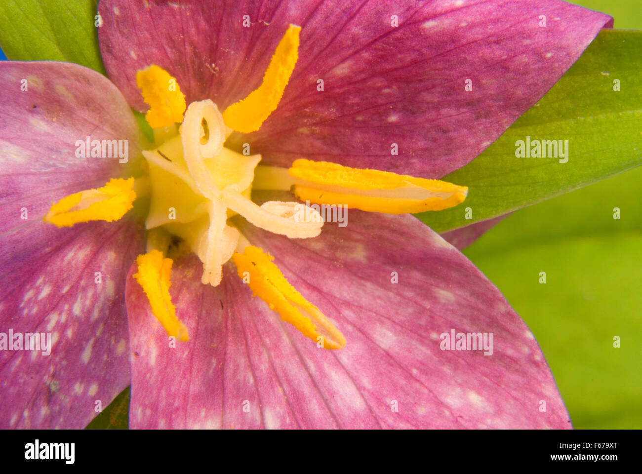 Trillium, Tryon Creek State Park, Oregon Stock Photo - Alamy