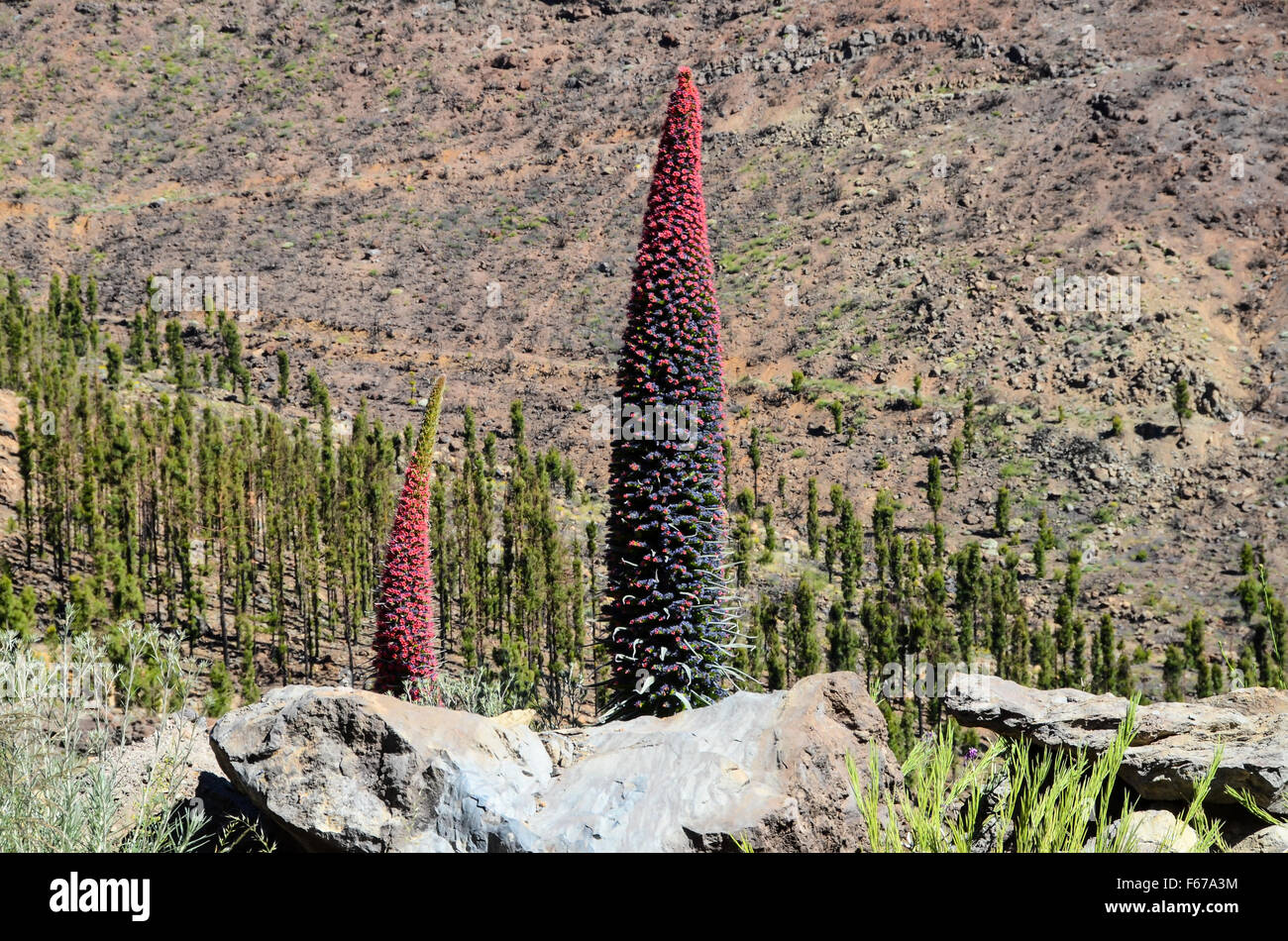 Tajinaste Flower of Tenerife Island Stock Photo - Alamy
