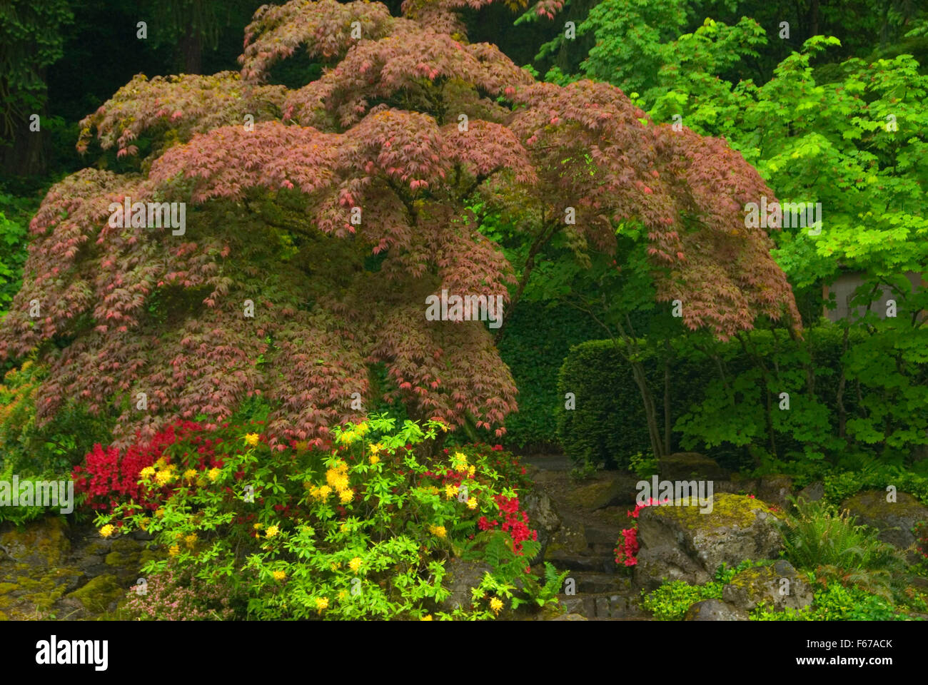 Japanese maple park hi-res stock photography and images - Alamy