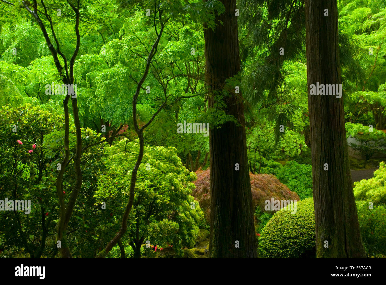 Cedars park hi-res stock photography and images - Alamy