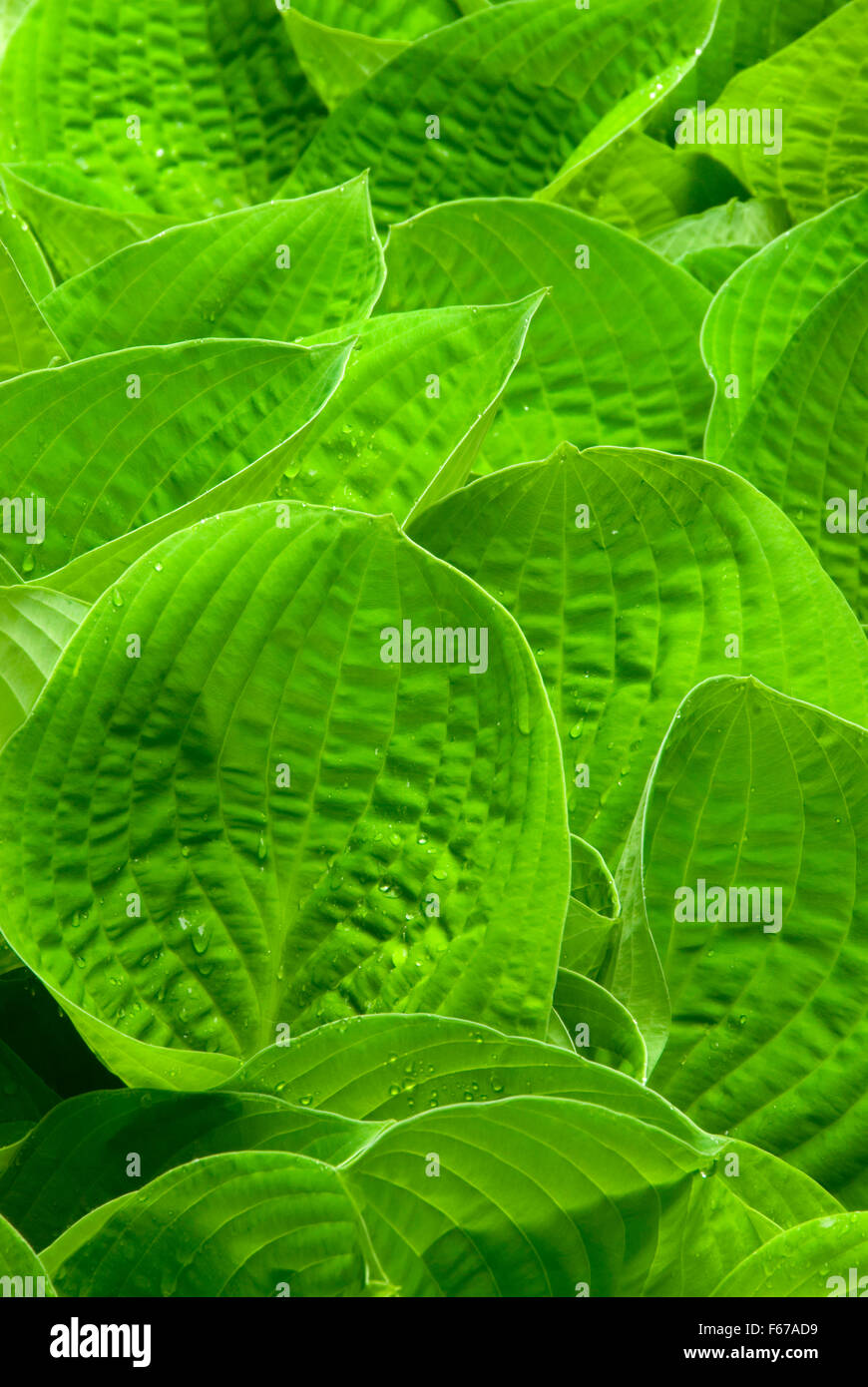 Spring hosta, Portland Japanese Garden, Washington Park, Portland ...