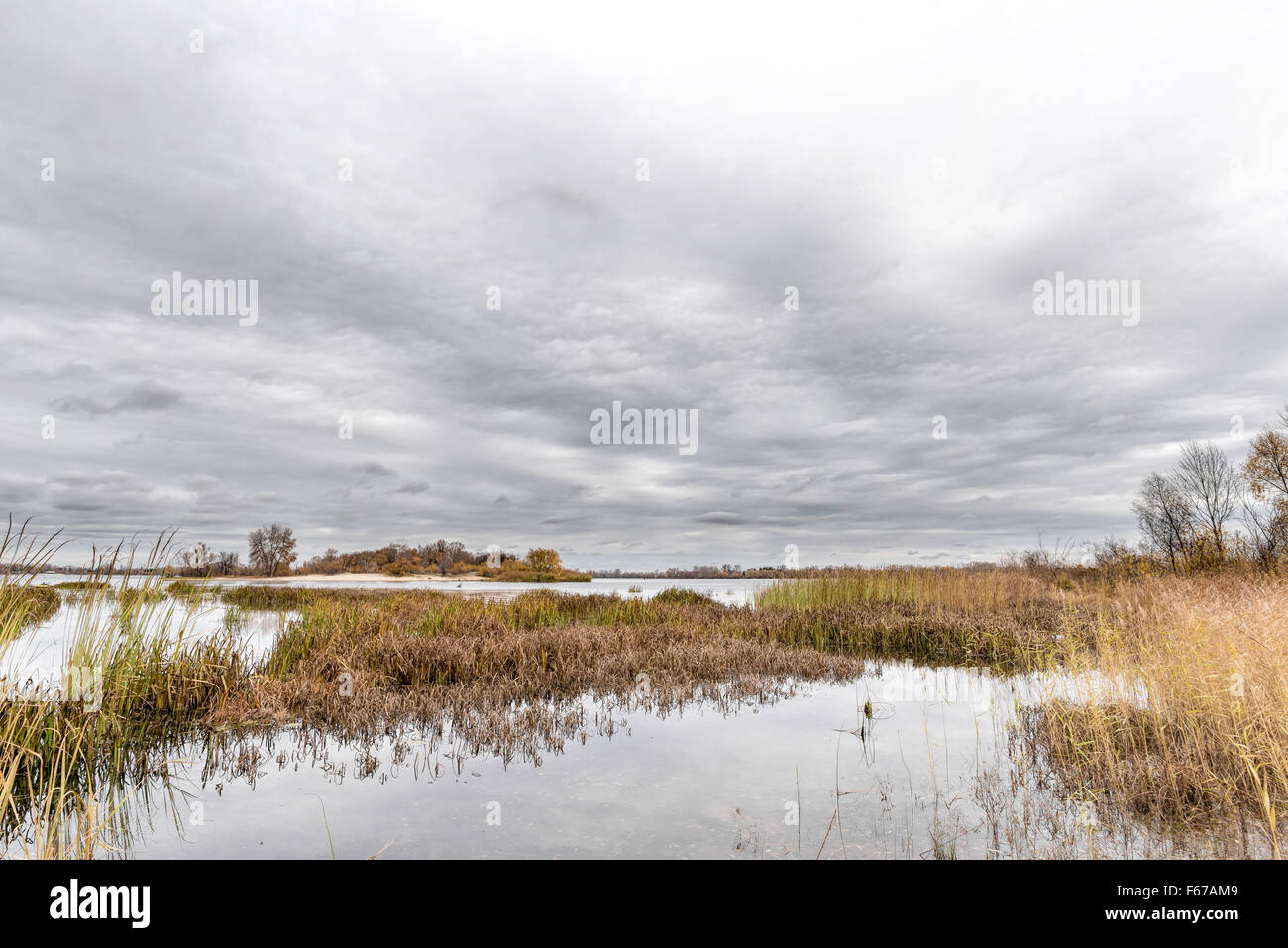 Gray end of autumn close to the Dnieper river with Typha latifolia ...