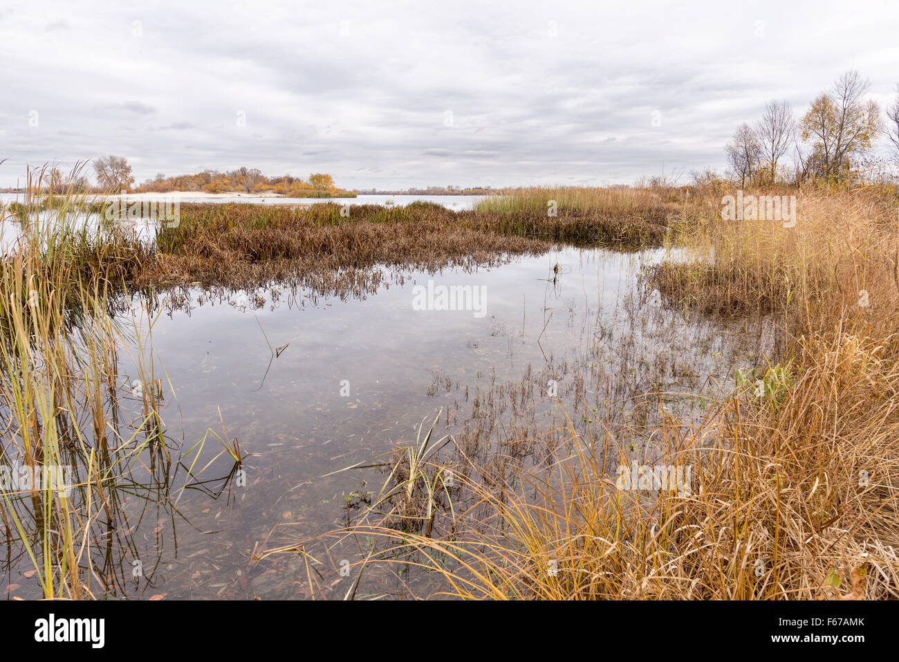 Gray end of autumn close to the Dnieper river with Typha latifolia ...