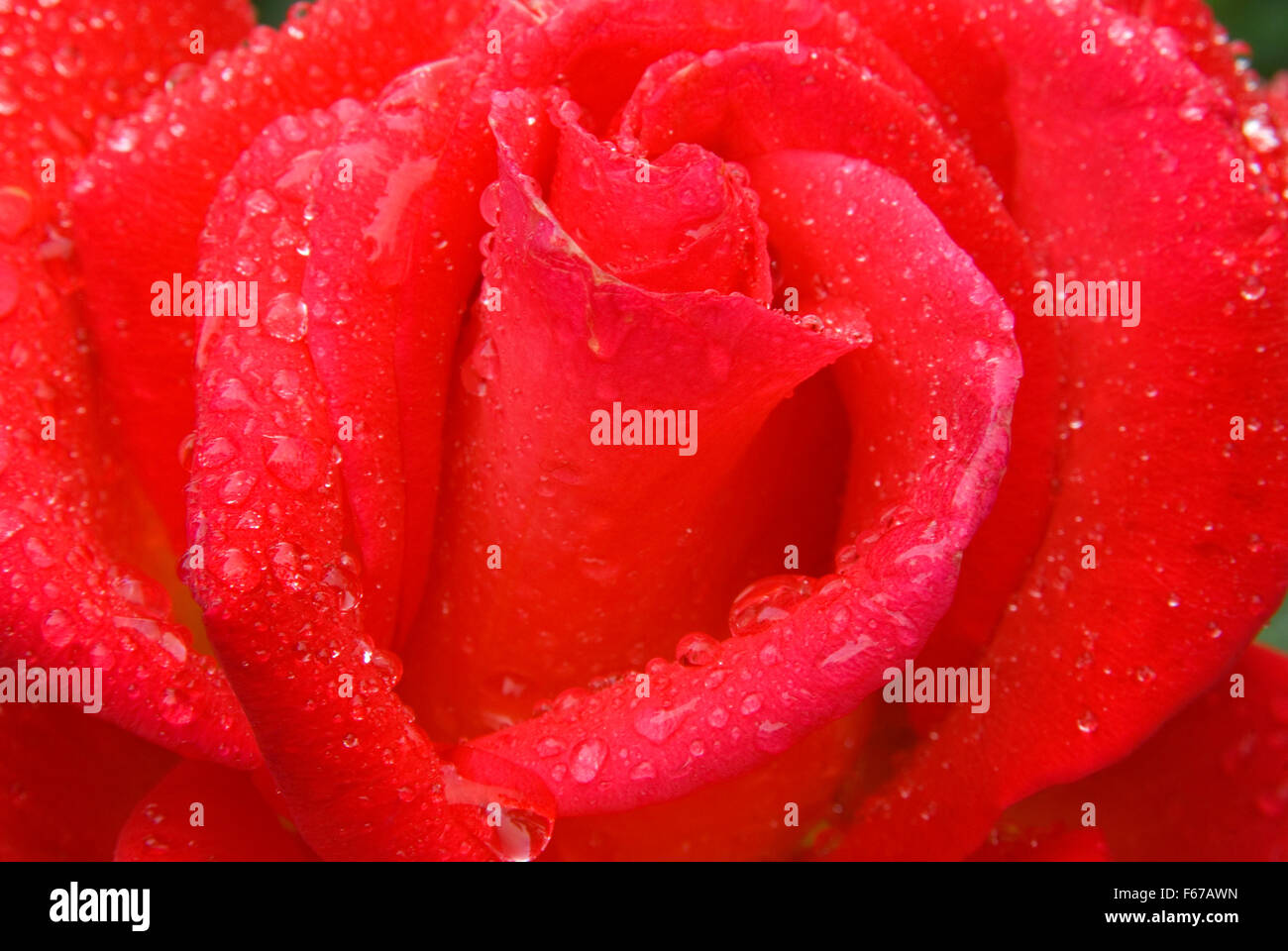 Portland rose hi-res stock photography and images - Alamy