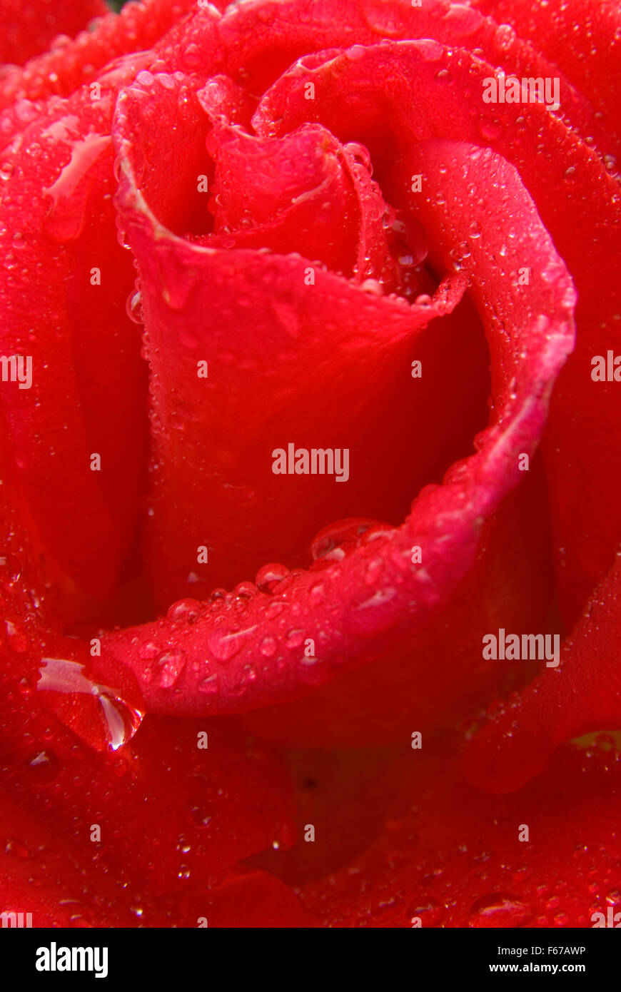 Red portland rose hi-res stock photography and images - Alamy