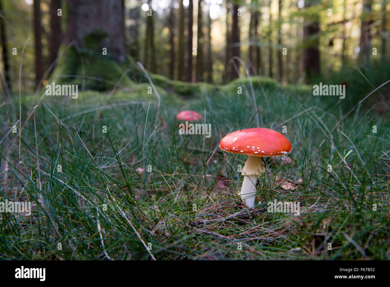 Red mushroom (Amanita muscaria) in a forest Stock Photo - Alamy