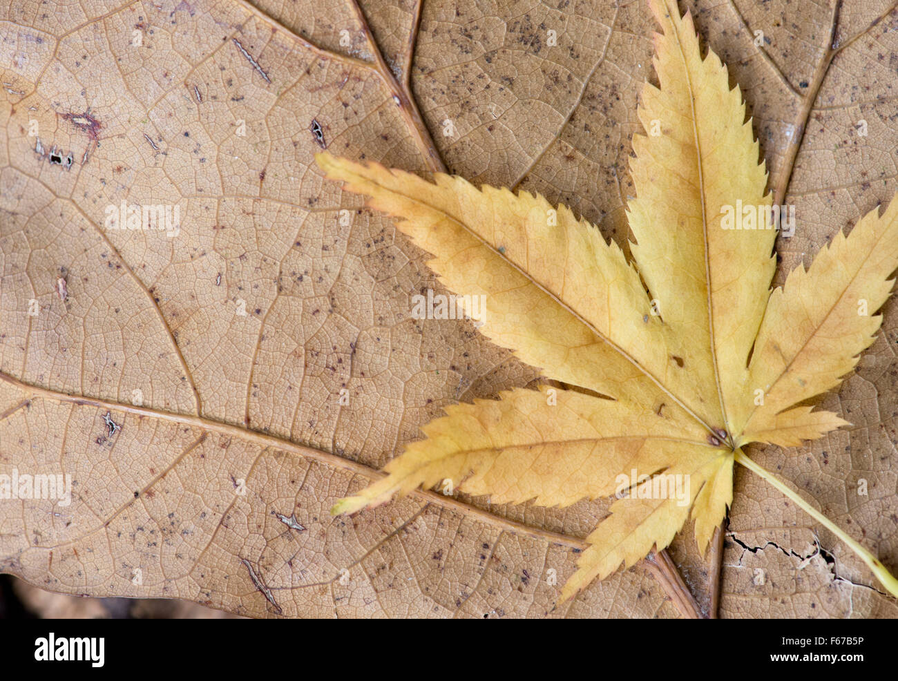 Acer leaves. Japanese Maple leaves changing colour in autumn. Yellow ...