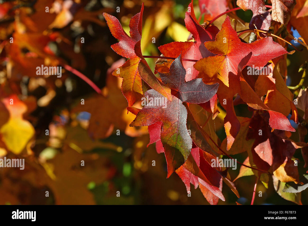 Colorful changing leaves hi-res stock photography and images - Alamy
