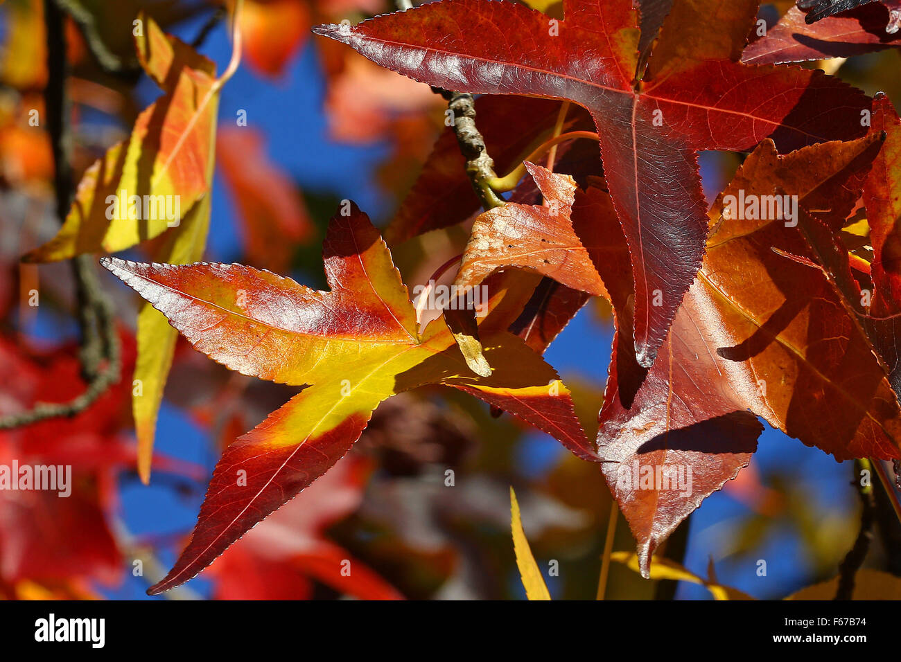 Colorful changing leaves hi-res stock photography and images - Alamy