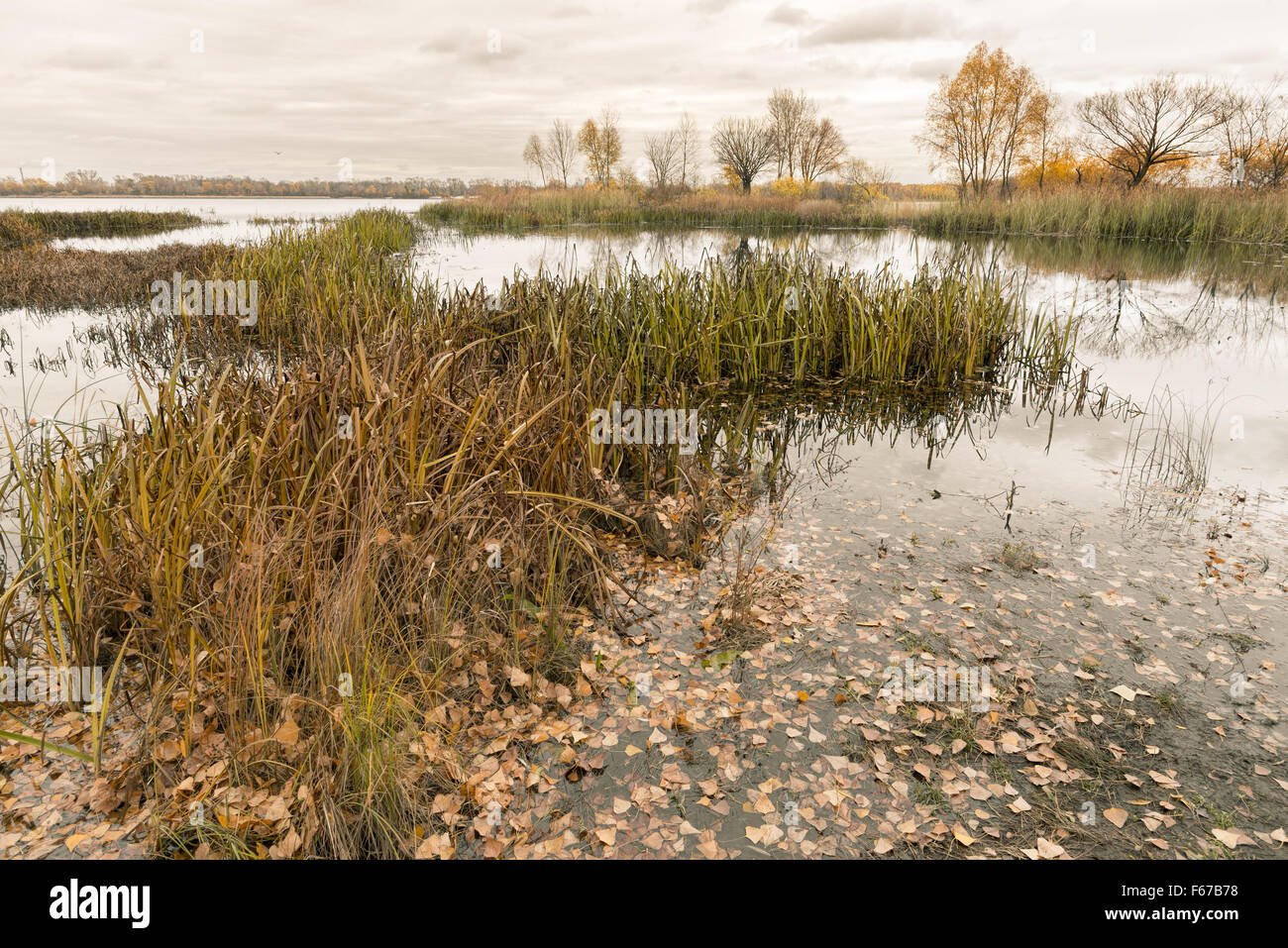 Gray end of autumn close to the Dnieper river with Typha latifolia ...