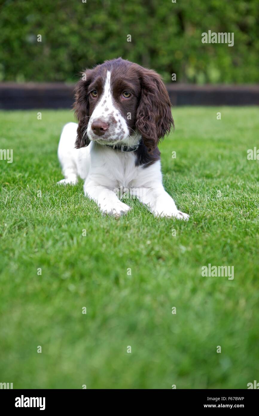 Portrait springer spaniel lying down hi-res stock photography and ...