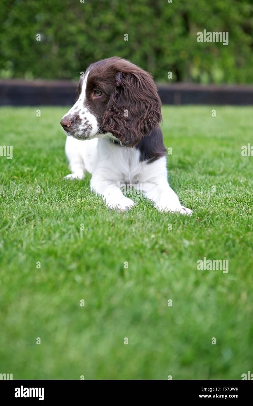 English cocker spaniel side hi-res stock photography and images - Alamy