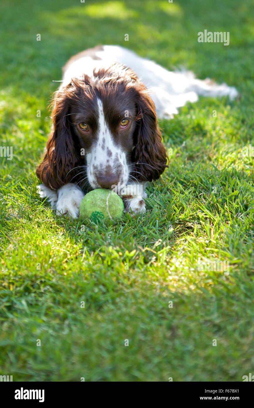 Liver coloured dog hi-res stock photography and images - Alamy
