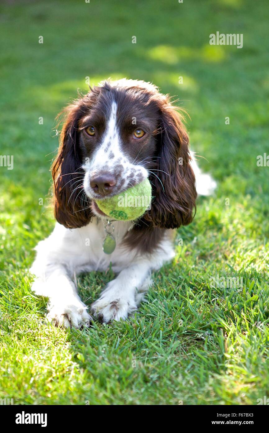 Puppy chewing its paw hi-res stock photography and images - Alamy