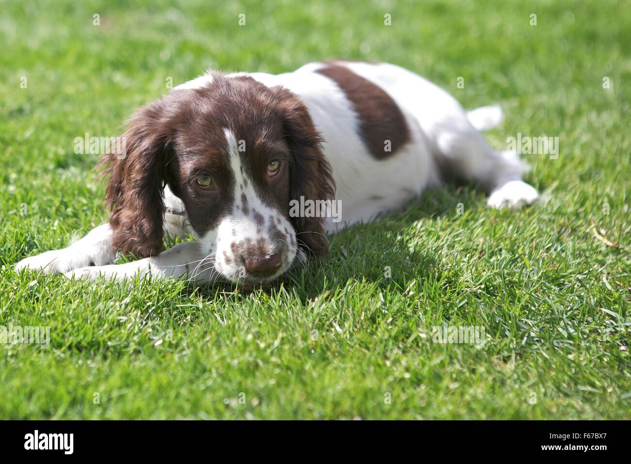 Liver coloured dog hi-res stock photography and images - Alamy