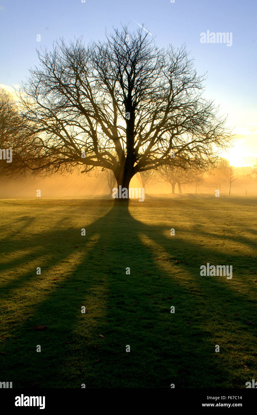 Enlightened tree hi-res stock photography and images - Alamy