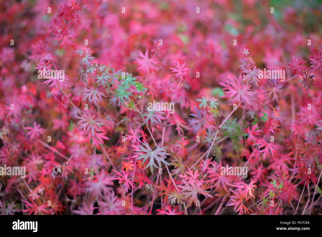 Common geranium hi-res stock photography and images - Alamy
