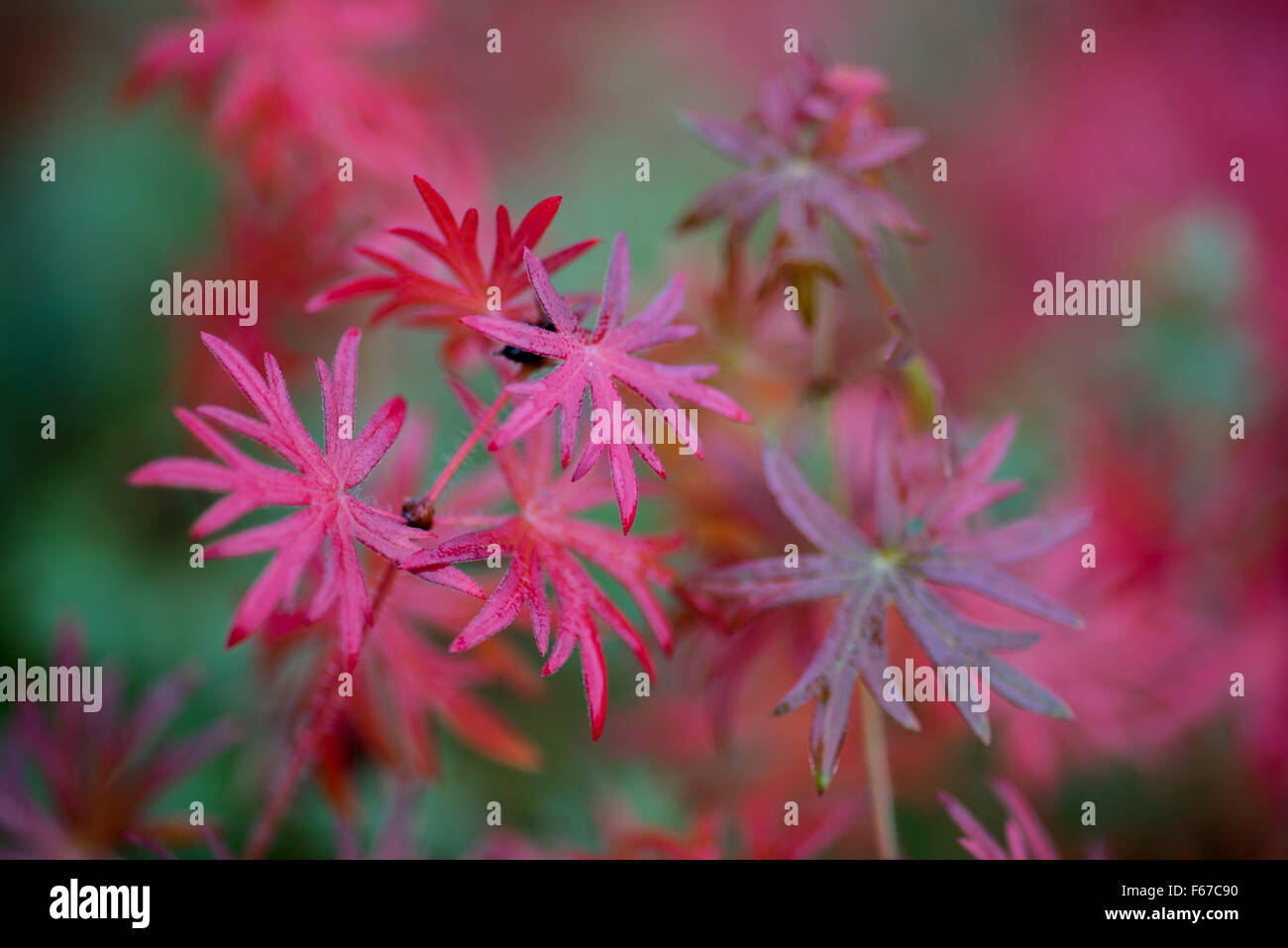 Common geranium hi-res stock photography and images - Alamy