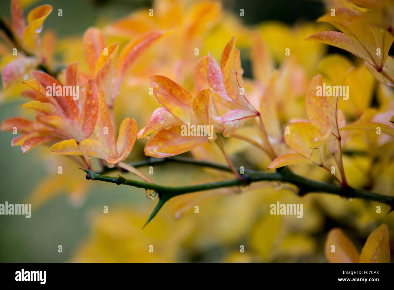 Trifoliate orange bitter orange hardy orange autumn yellow leaves ...