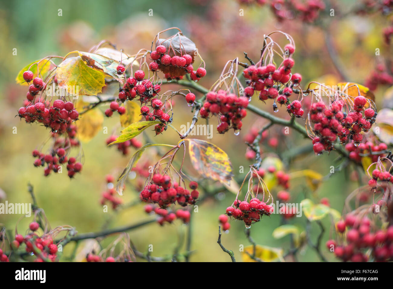 Siberian Hawthorn red berries and colorful autumn leaves Crataegus ...