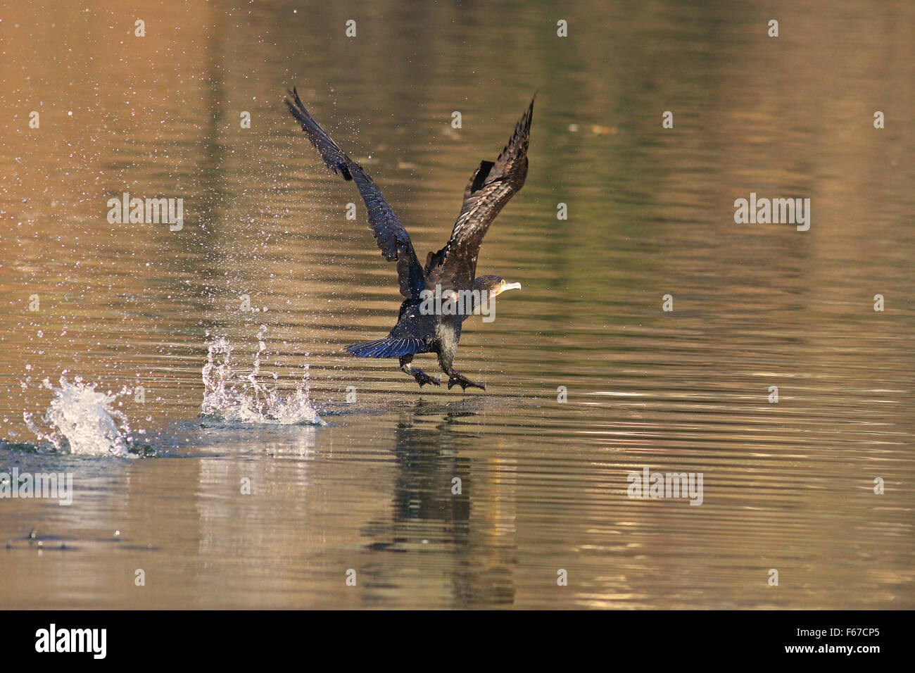 Great cormorant running on water during take-off Stock Photo - Alamy
