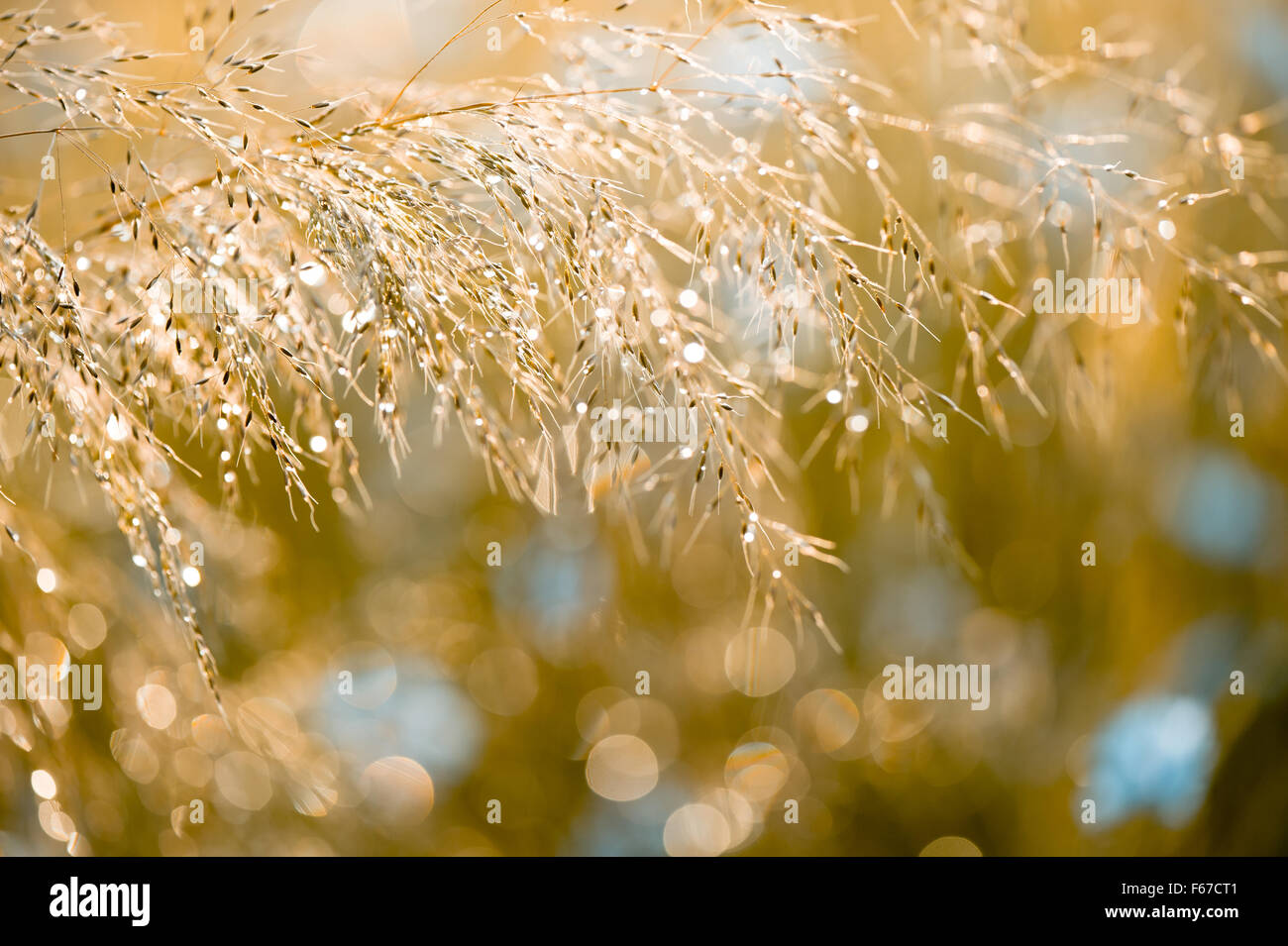 Grass inflorescence shining in bokeh circles after the rain, raindrops ...