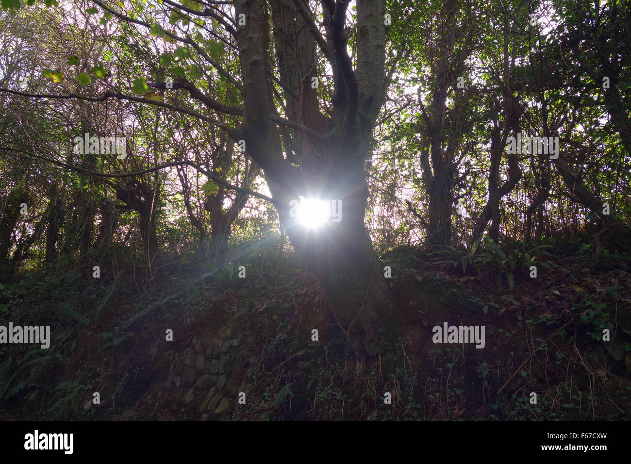 Sun seen through old tree Stock Photo - Alamy Sun seen through old tree Stock Photo - Alamy