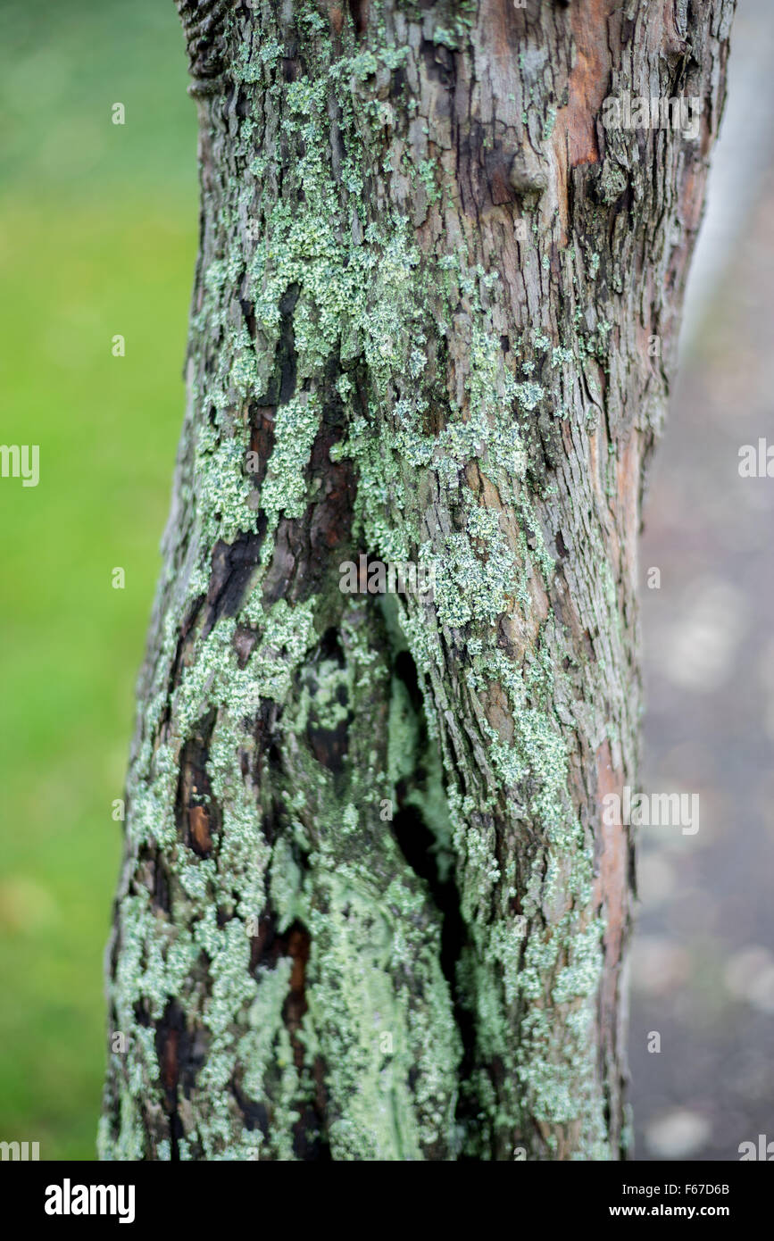 Old tree trunk hi-res stock photography and images - Alamy