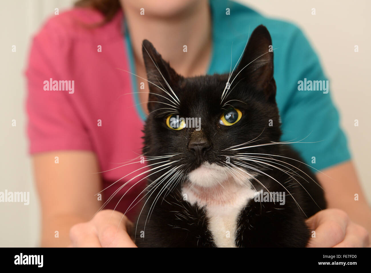 Felix the cat recovering at the PDSA in Coventry with PDSA veterinary ...