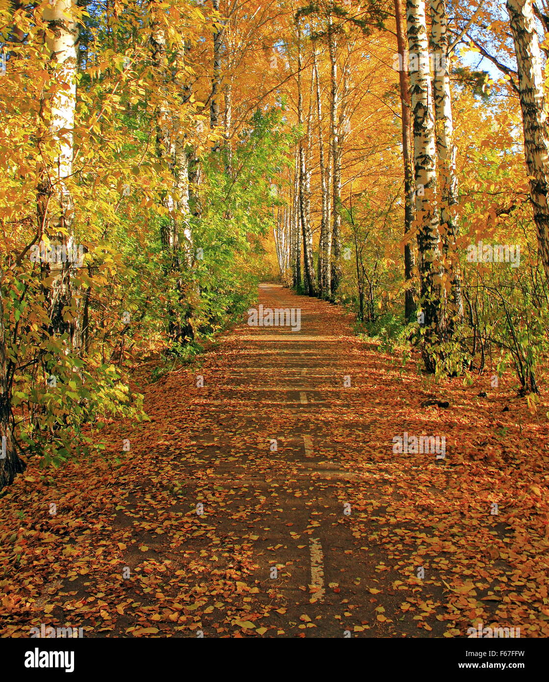 Autumn landscape. Road with trees Stock Photo - Alamy