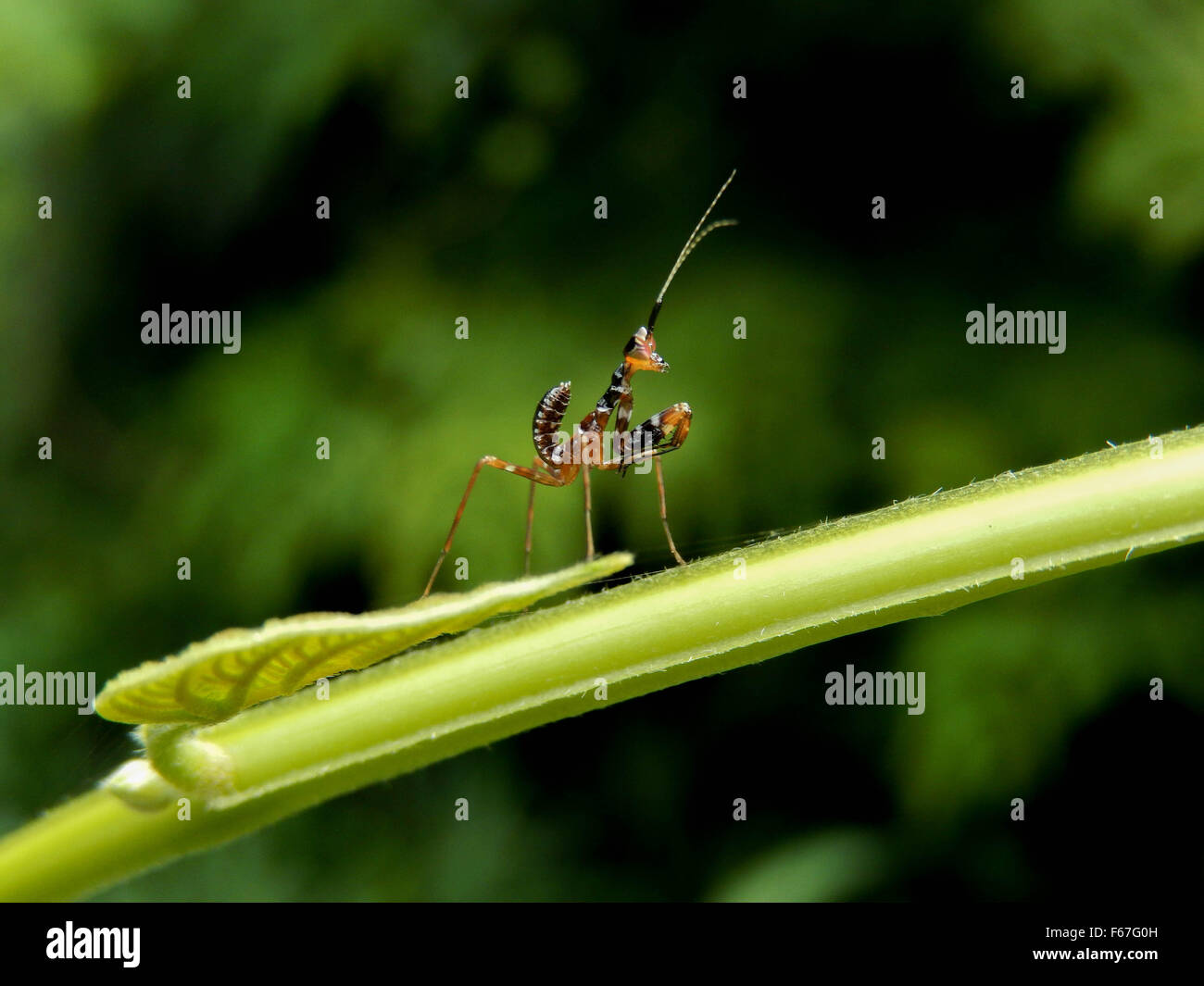 Juvenile grass mantis hi-res stock photography and images - Alamy