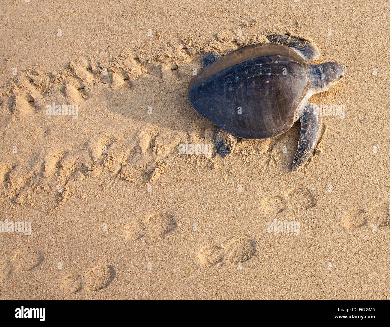 Baby Olive Ridley Sea Turtle