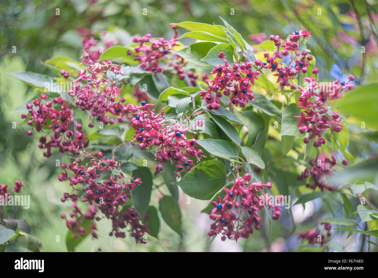 Clerodendrum trichotomum autumn fruits harlequin glorybower, glorytree ...