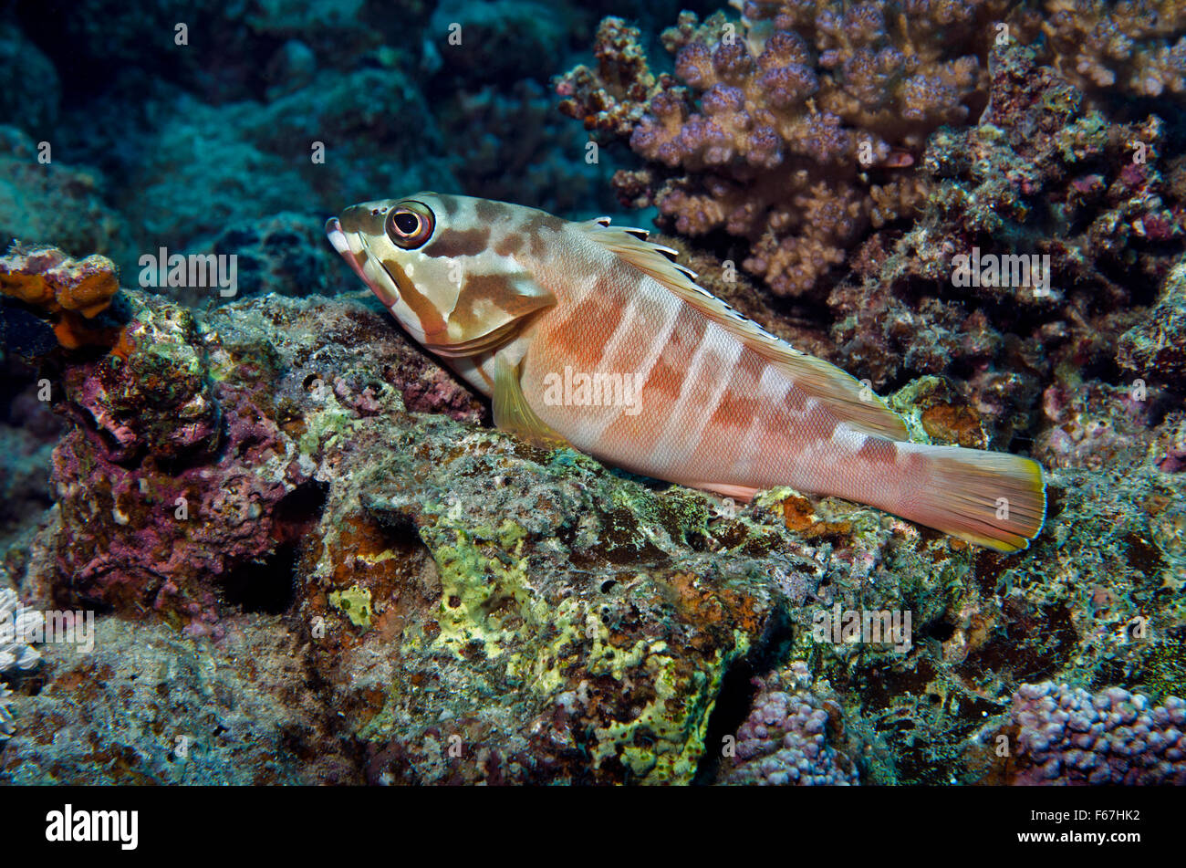 Grouper fish dorsal fin hi-res stock photography and images - Alamy