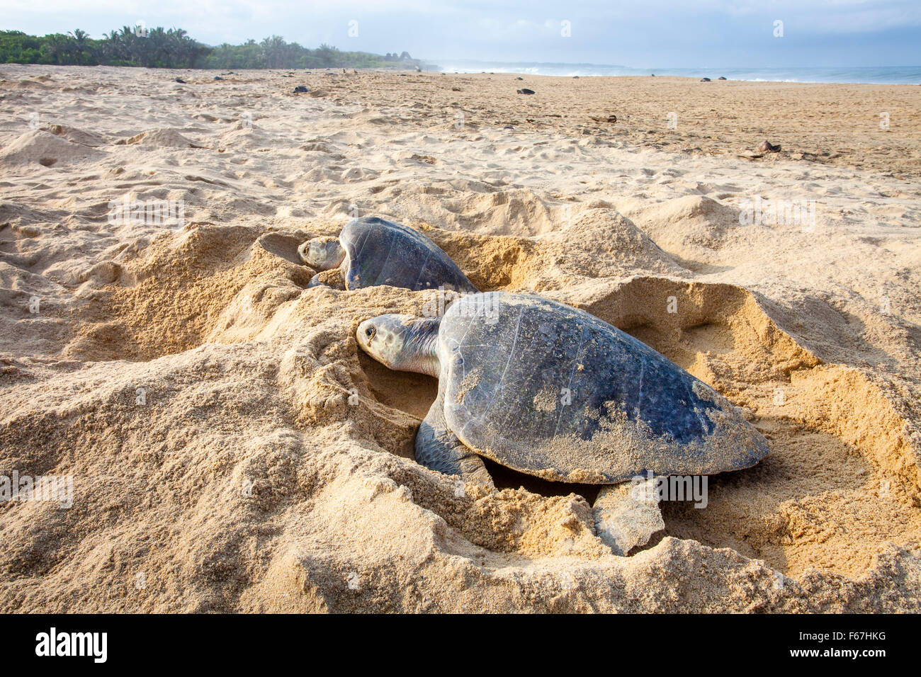 A couple of Olive Ridley sea turtles dig their nests on the Ixtapilla ...