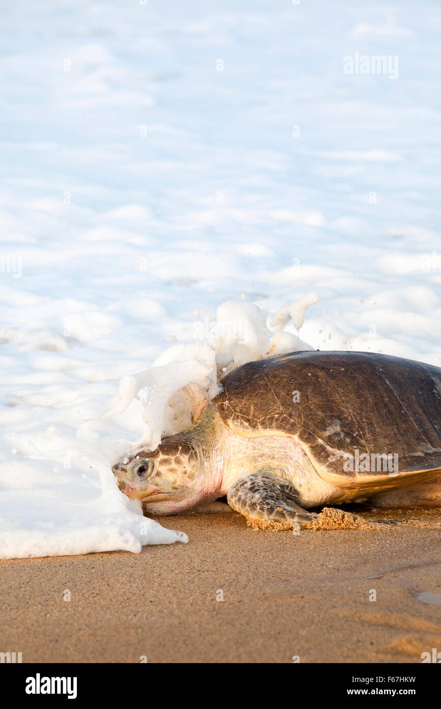 Pacific ridley sea turtle hi-res stock photography and images - Alamy
