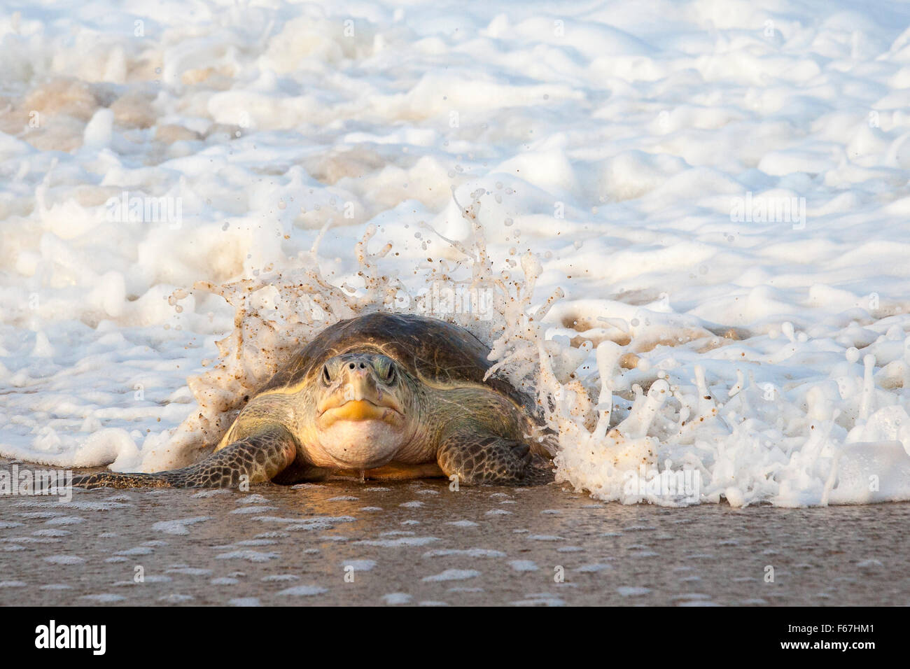 Wave breaks over an adult Olive Ridley turtle crawling ashore to lay ...