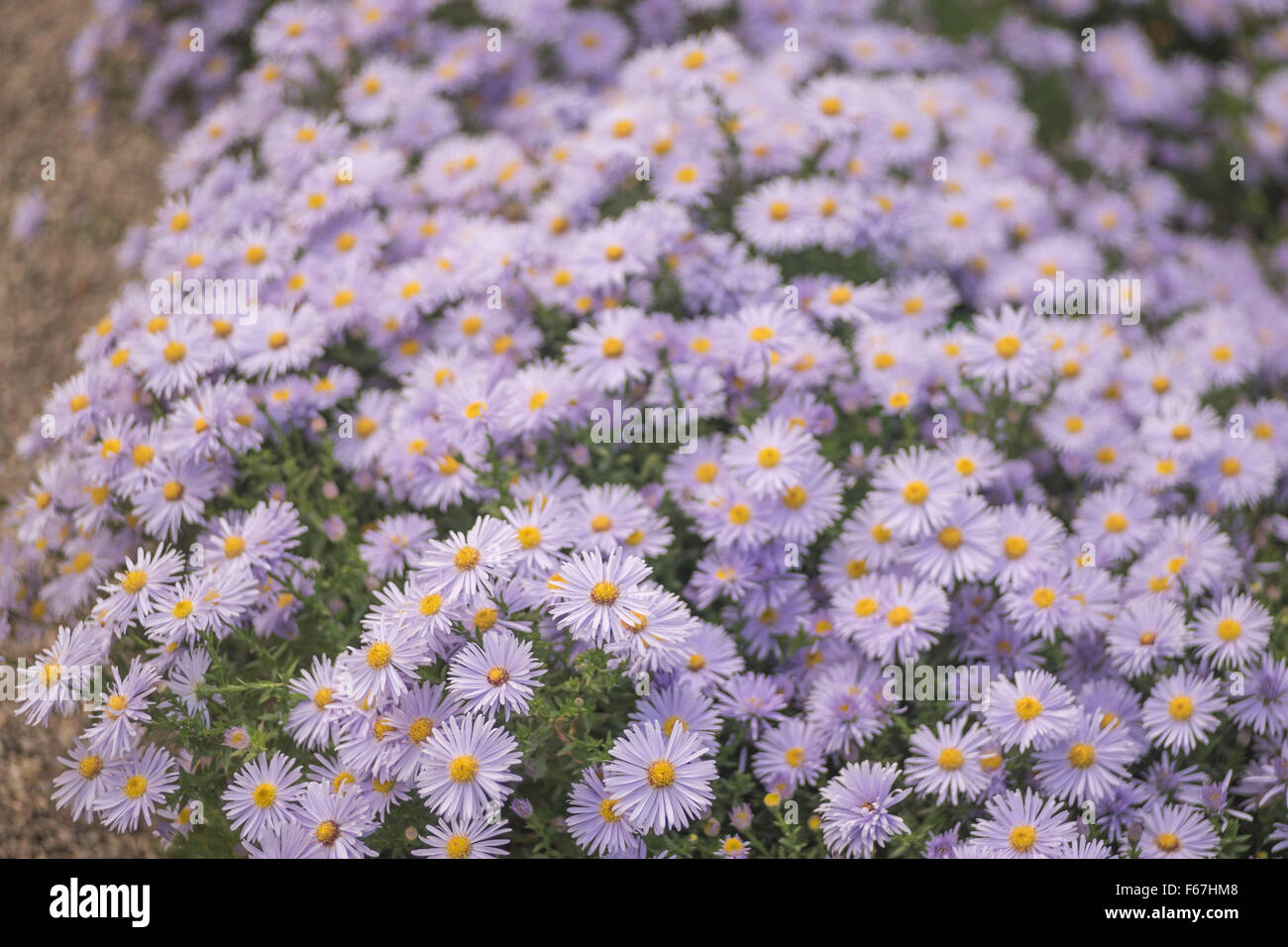Lots of purple autumn aster flowers in full bloom Stock Photo - Alamy