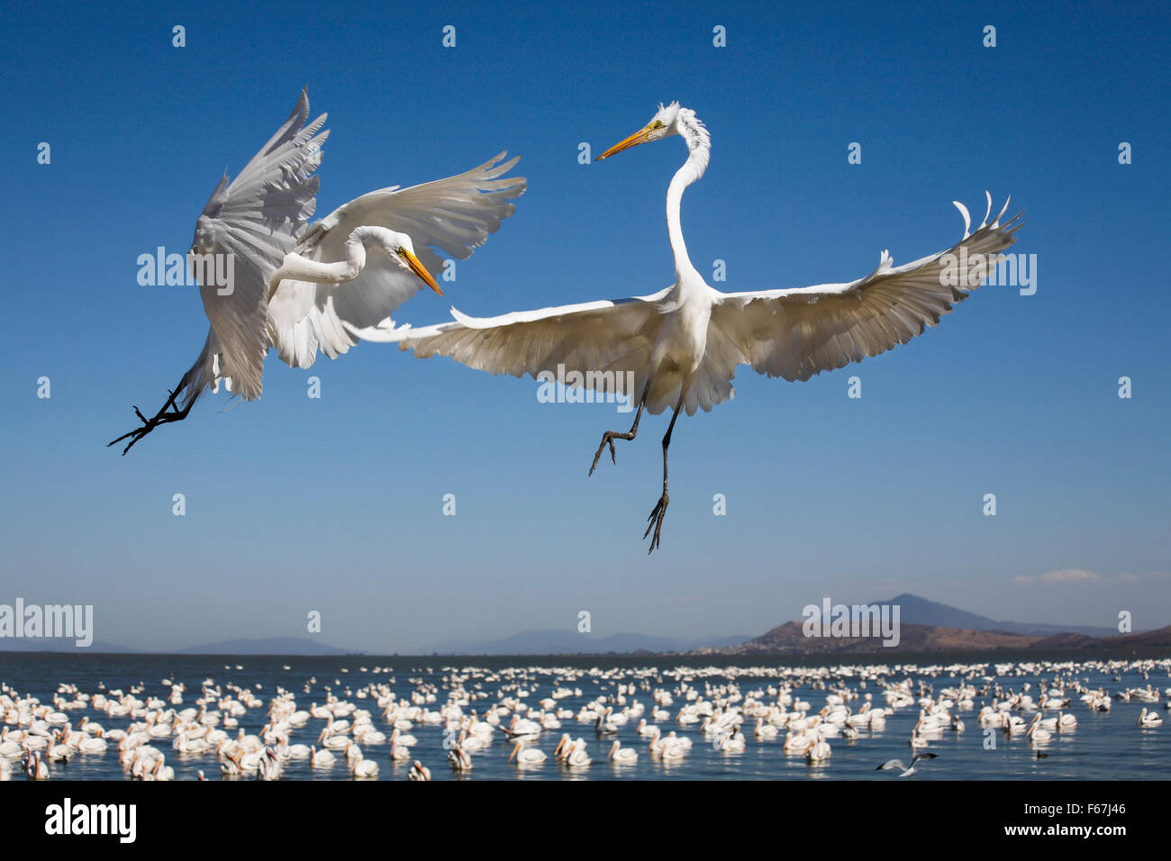 Battle of michoacan hi-res stock photography and images - Alamy
