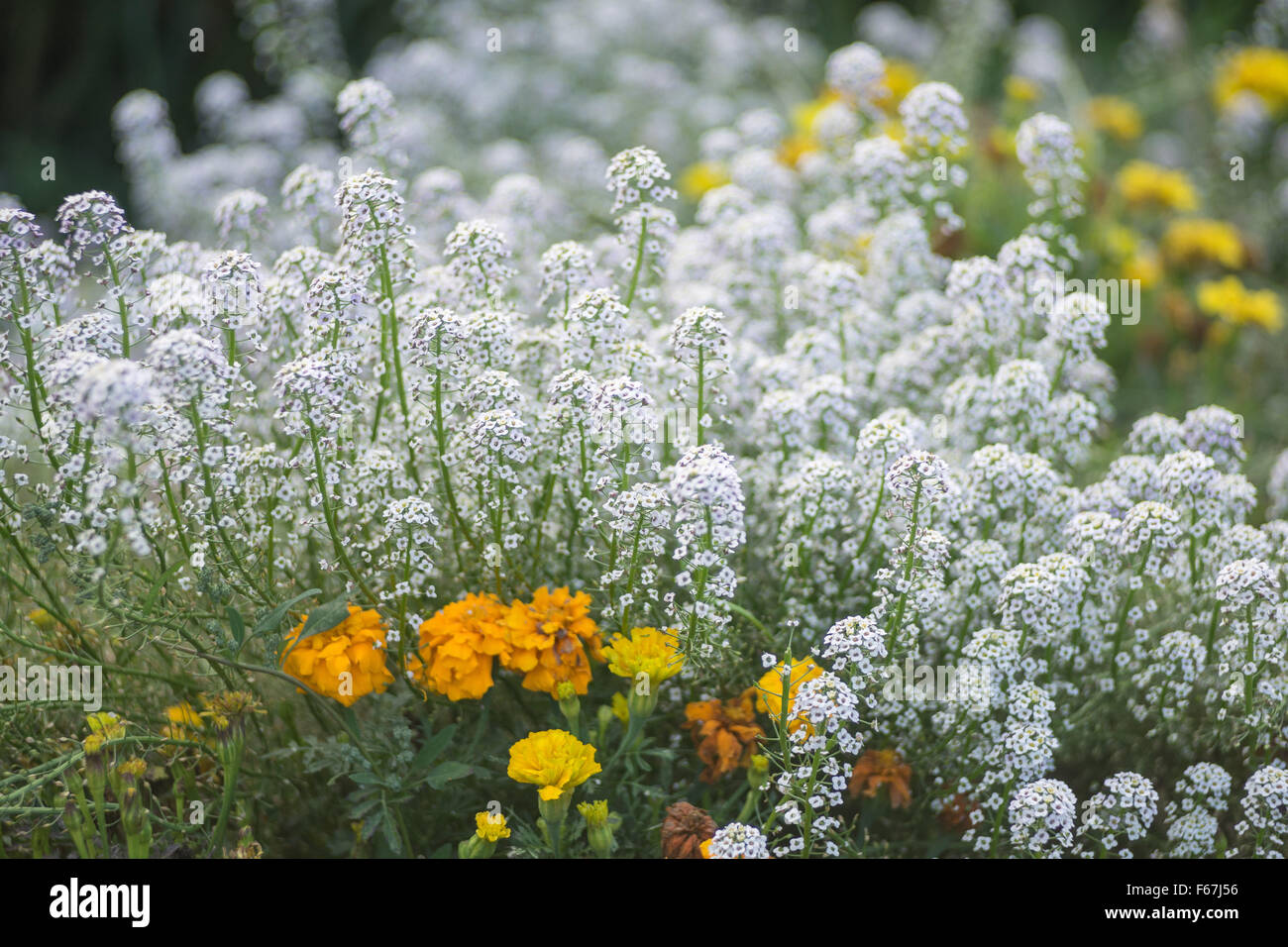 Sweet alyssum flowers in full bloom Lobularia maritima Stock Photo - Alamy