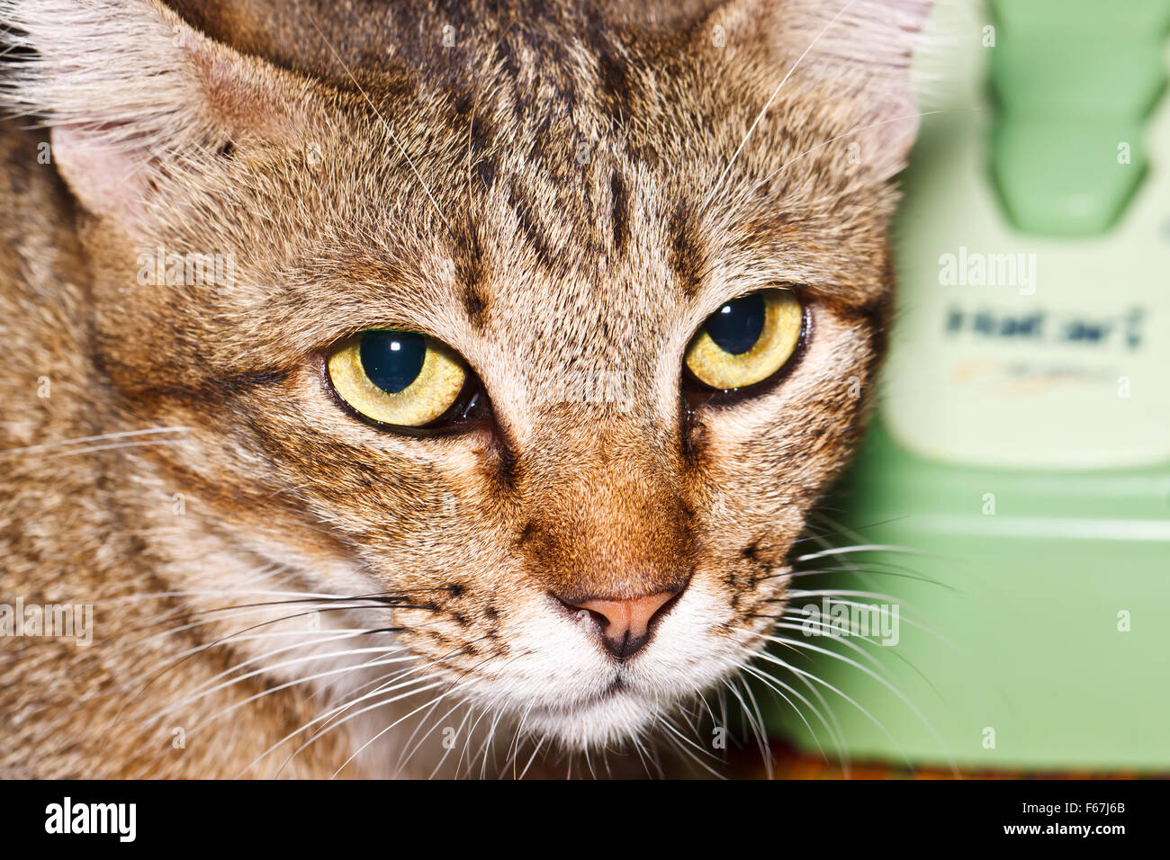 Cat eye detail hi-res stock photography and images - Alamy