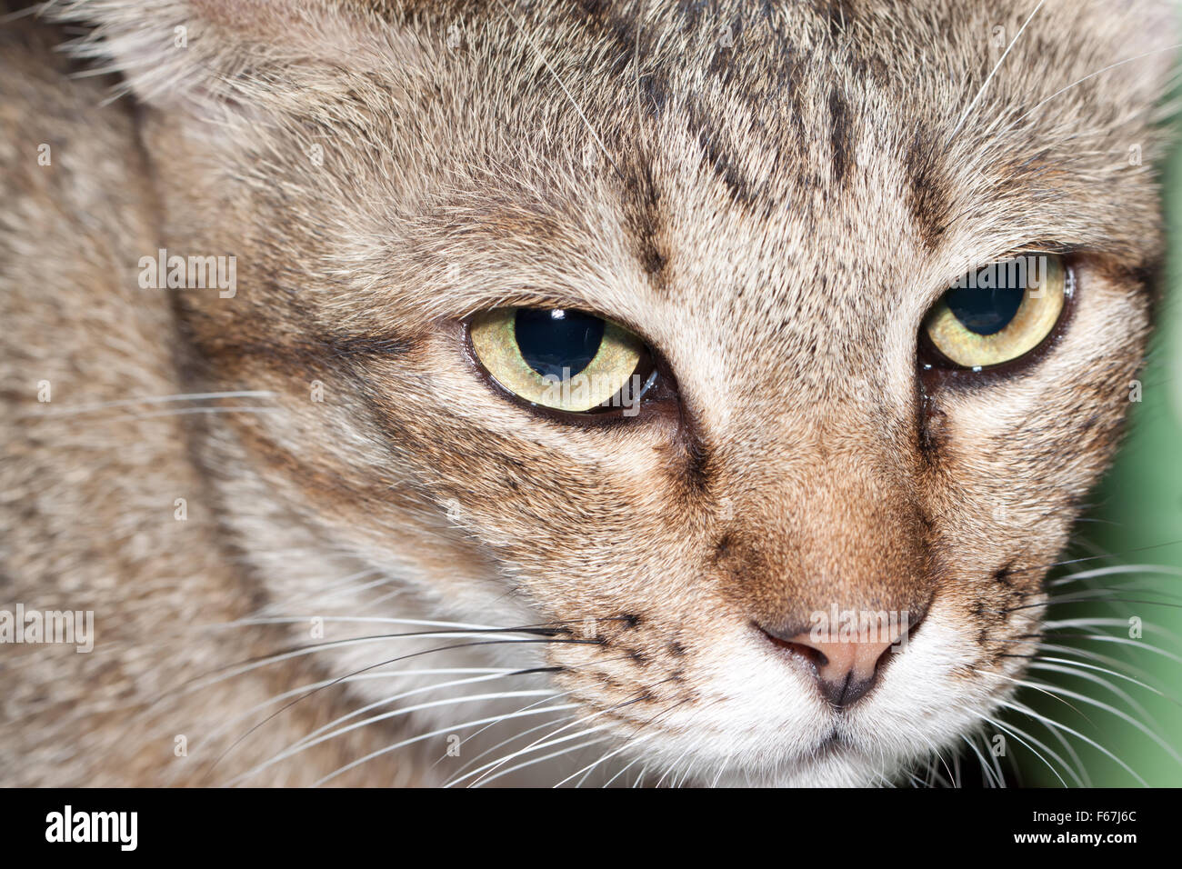 eye of cat Stock Photo - Alamy