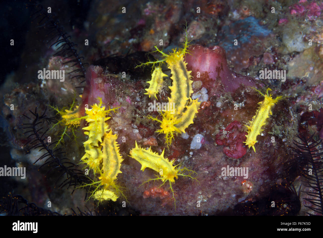 Yellow Sea Cucumber, Colochirus robustus, Komodo National Park ...